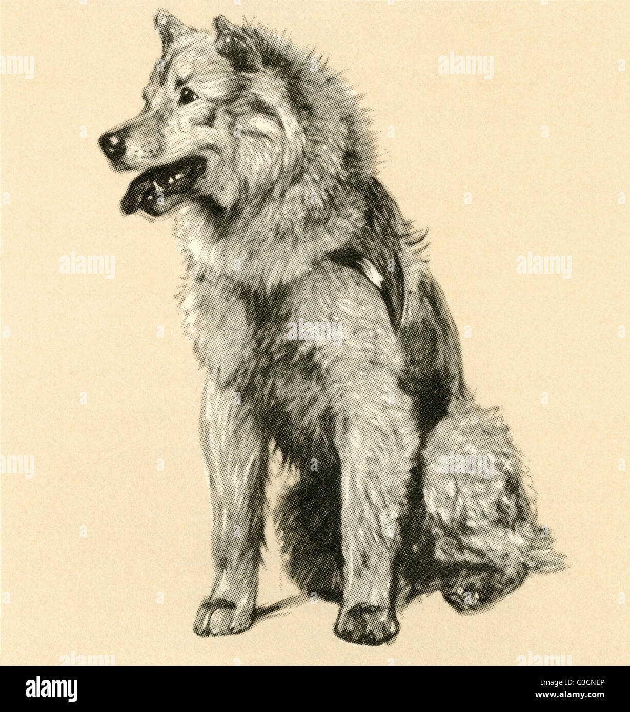 Illustration by Cecil Aldin, study of a Chow Stock Photo - Alamy