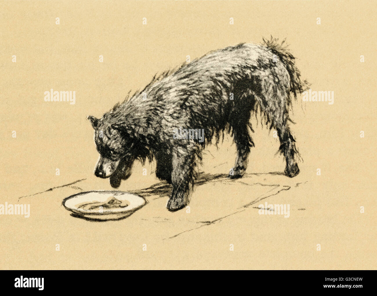 Illustration by Cecil Aldin, study of a Chow Stock Photo - Alamy