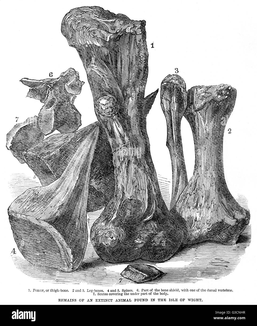 Extinct animal hi-res stock photography and images - Alamy