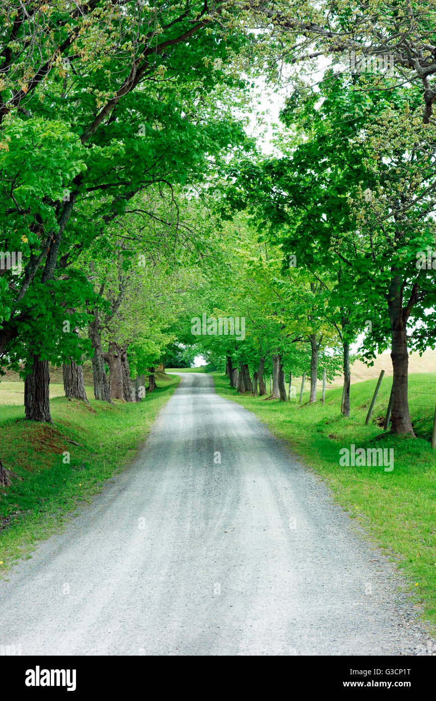 A generic country lane road with fields, fence and trees in spring ...