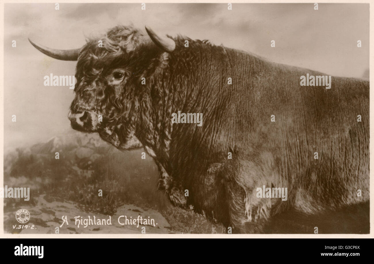 Highland bull scotland date hi-res stock photography and images - Alamy