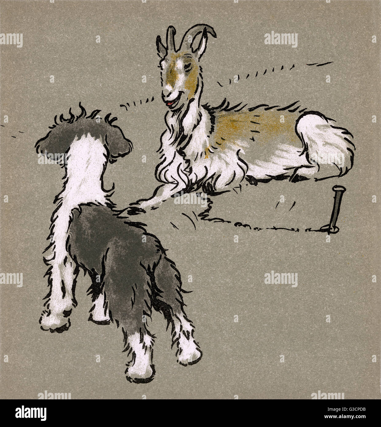 Tether animals hi-res stock photography and images - Alamy