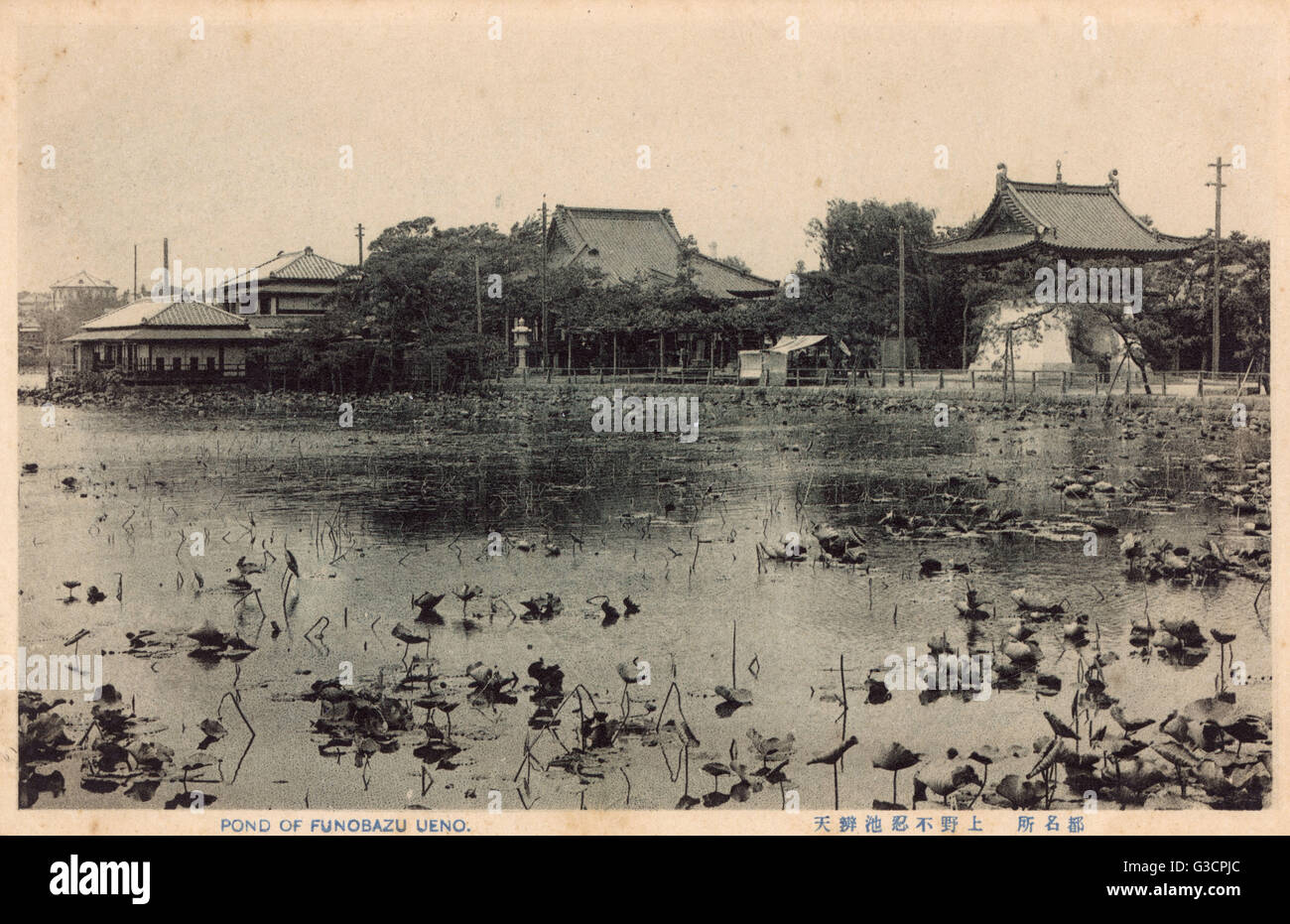 The Shinobazu Pond, Ueno Park, Tokyo, Japan Stock Photo - Alamy