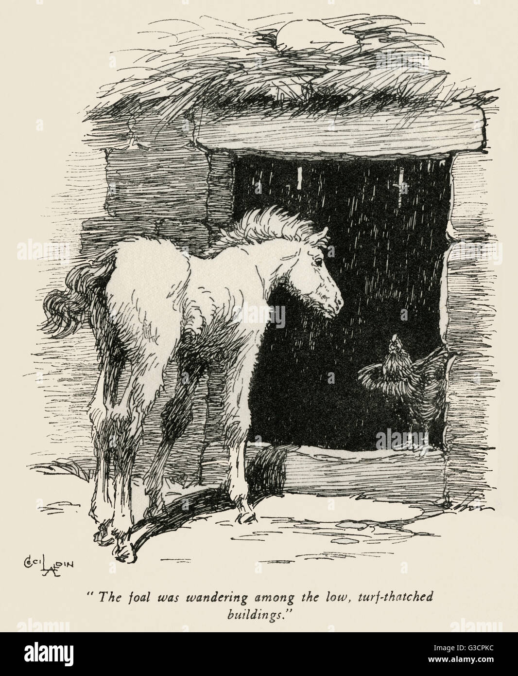 Frontispiece illustration by Cecil Aldin, Icelandic foal Stock Photo ...