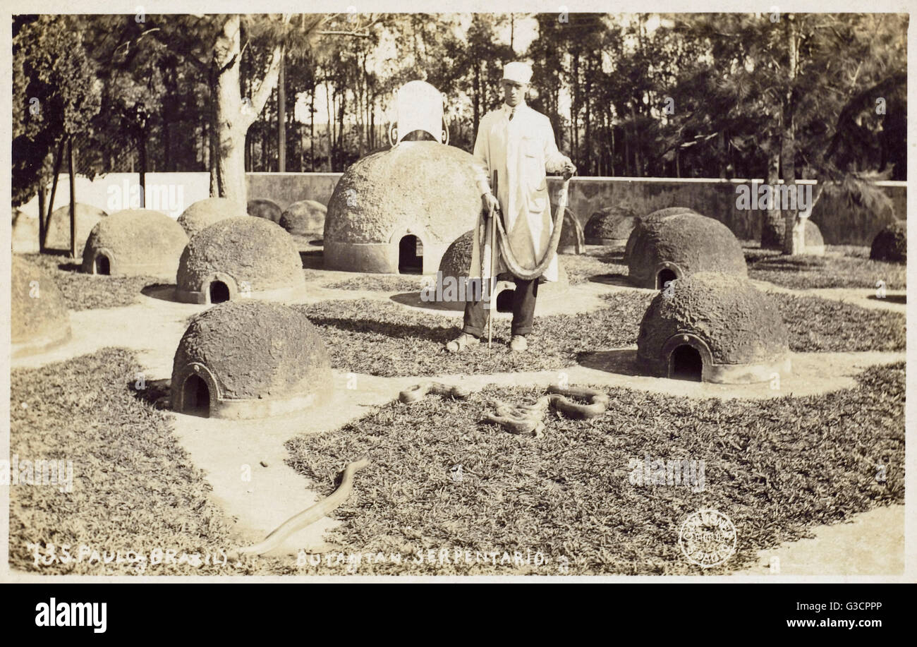 Brazilian snakes hi-res stock photography and images - Alamy