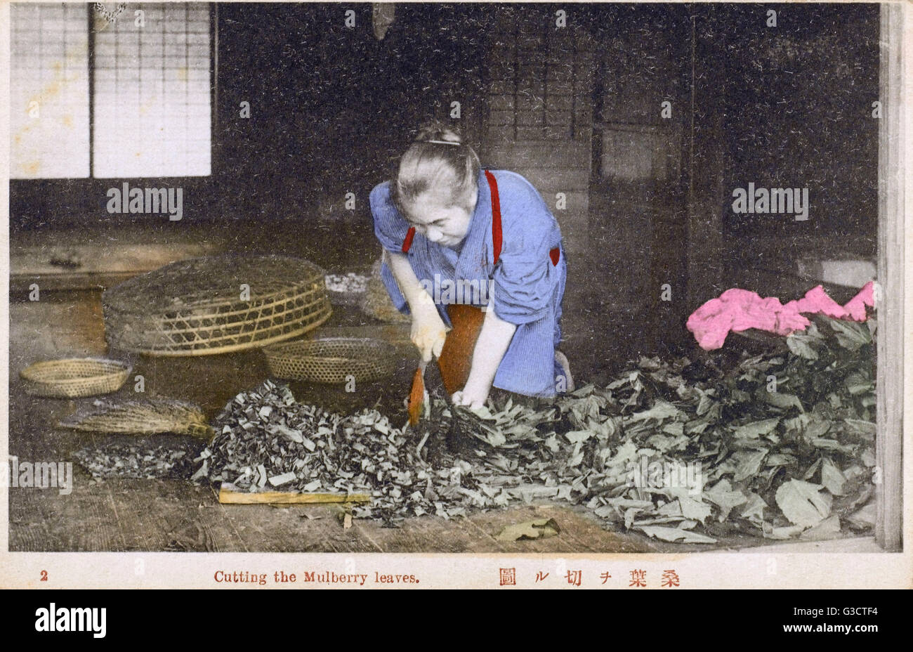 Japan - Silk Industry - Cutting the Mulberry leaves Stock Photo - Alamy