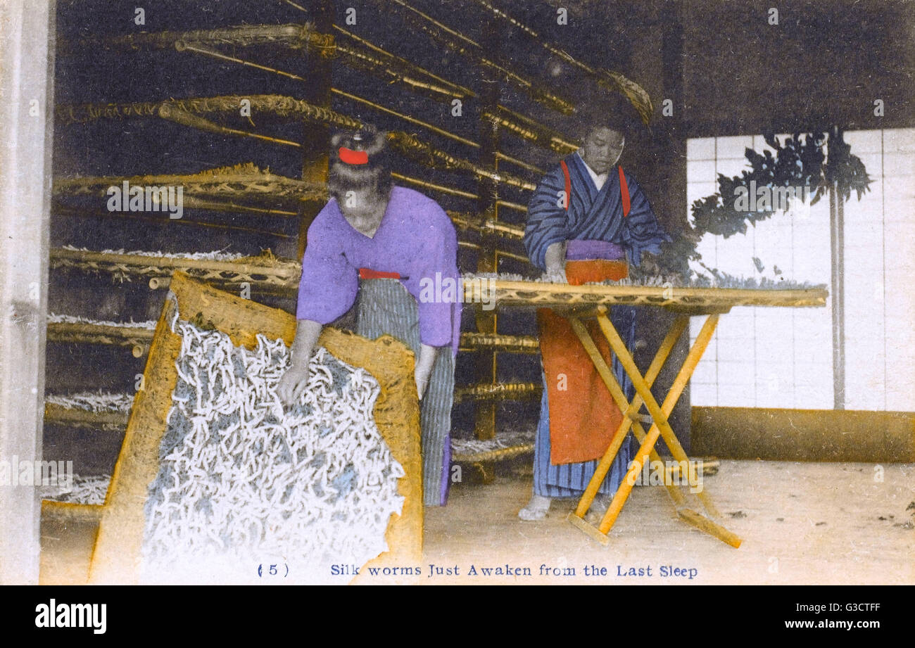 Japan - Silk Industry - Silkworms awake from hibernation Stock Photo ...