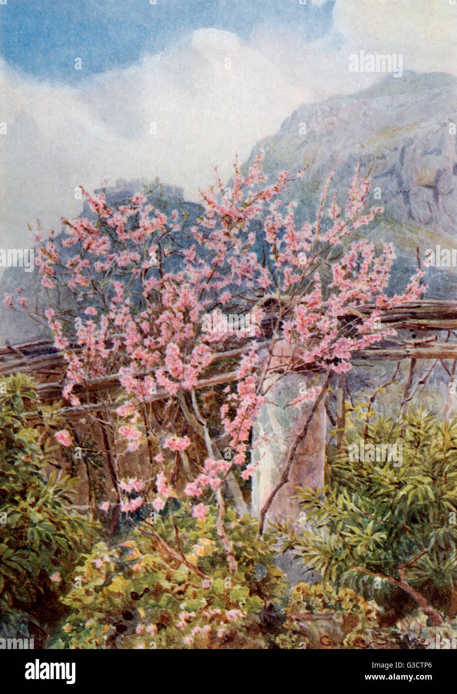 Italian peach tree hi-res stock photography and images - Alamy