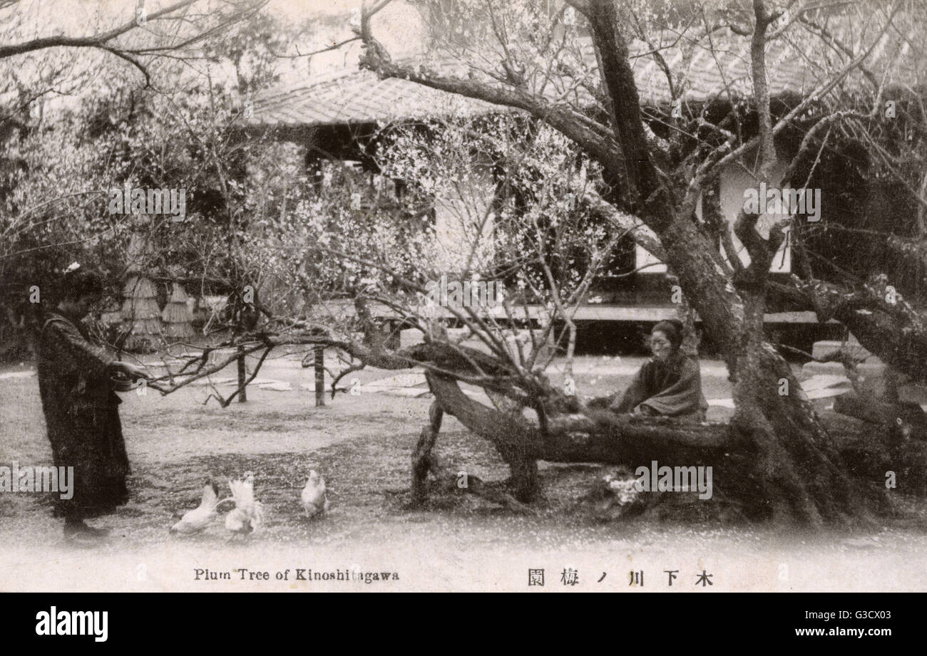 Ancient Plum Tree, Kinoshitagawa, Tokyo, Japan Stock Photo - Alamy