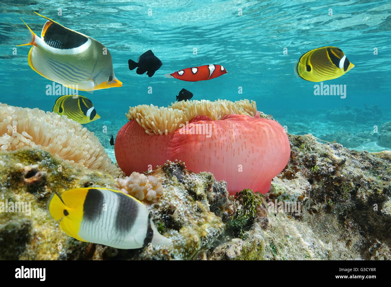 Colorful fishes with a sea anemone underwater in the lagoon, Pacific ...