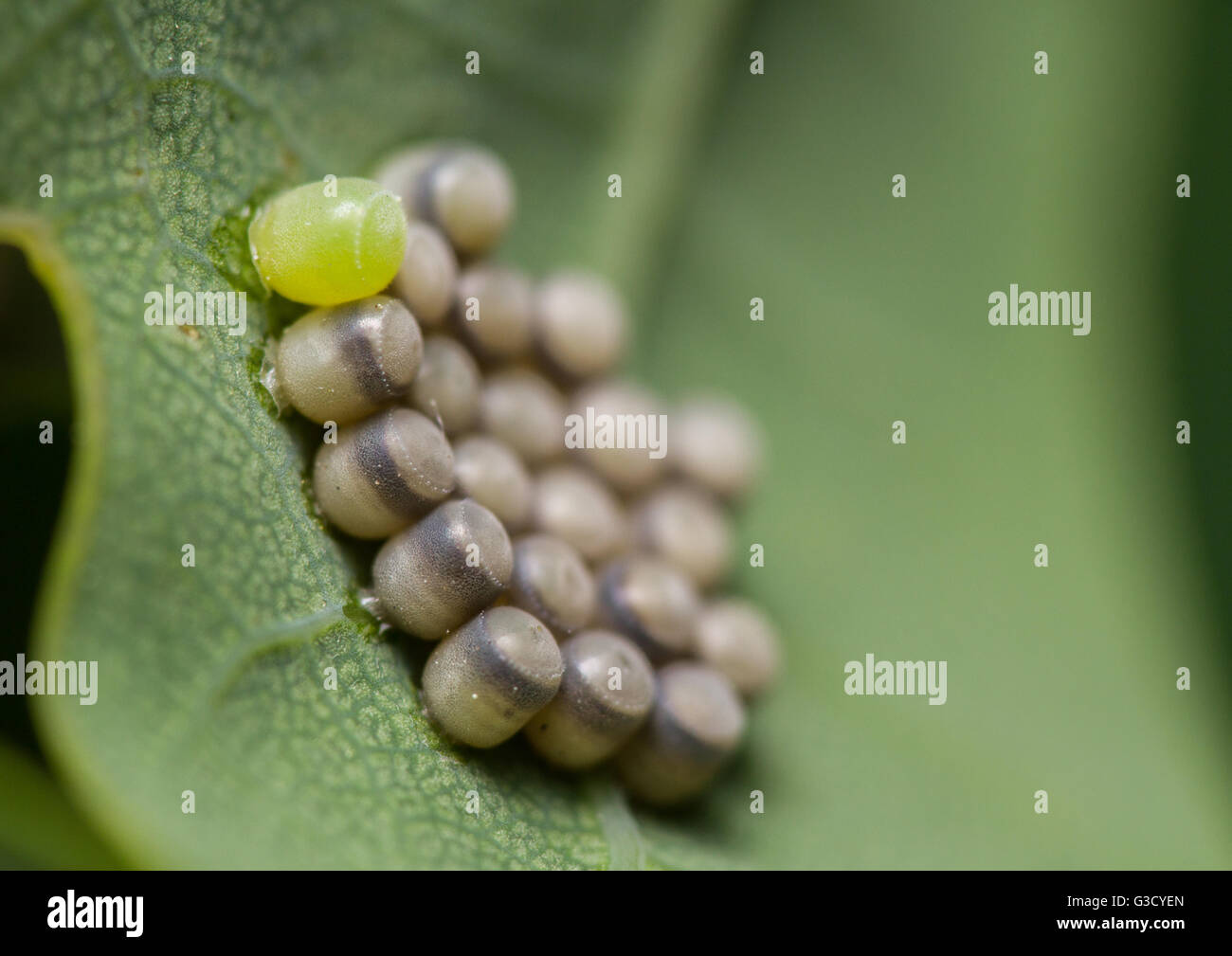 Freshly laid Gorse Shield Bug eggs (Piezodorus lituratus) on an oak ...