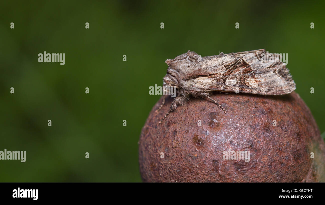 Light brocade moth hi-res stock photography and images - Alamy