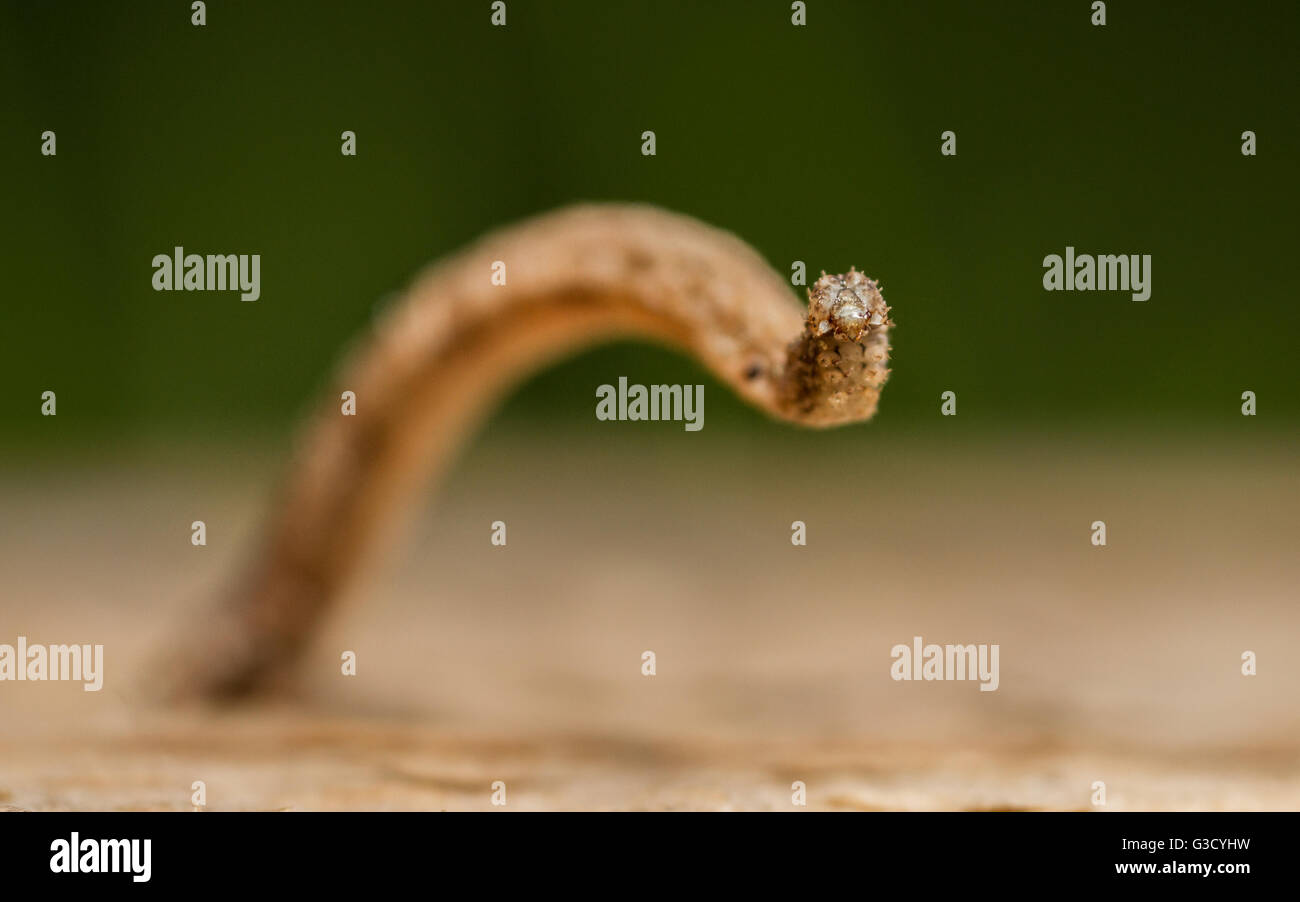 Stick Caterpillar High Resolution Stock Photography and Images - Alamy