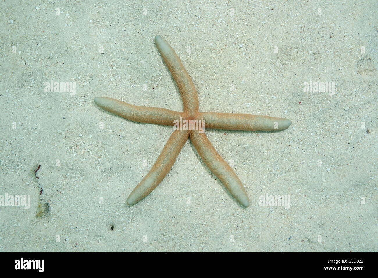 Linckia laevigata starfish underwater on sandy ocean floor, Pacific ...