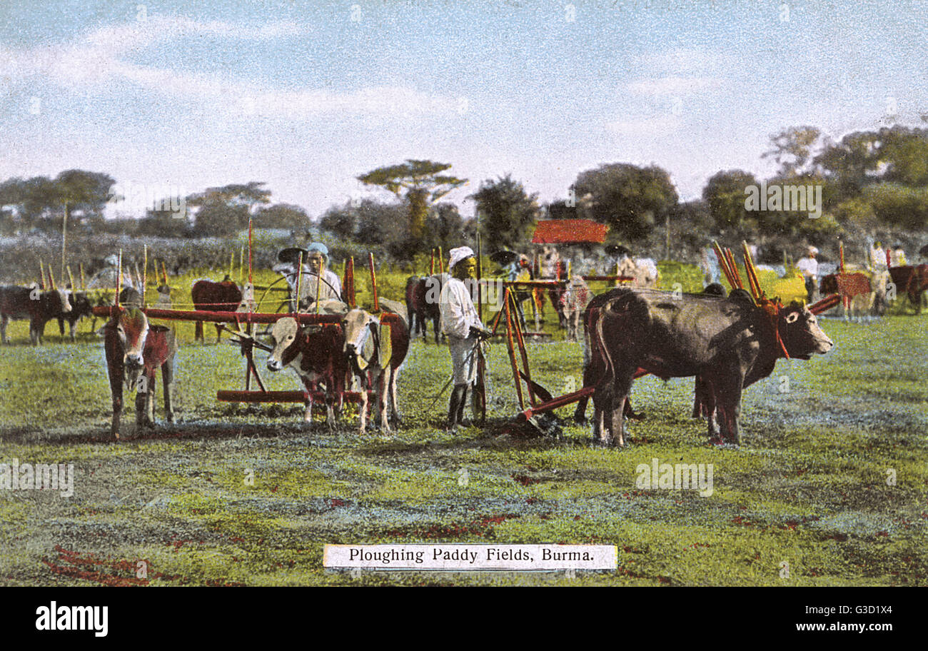 Myanmar - Ploughing Paddy Fields with teams of Oxen Stock Photo - Alamy