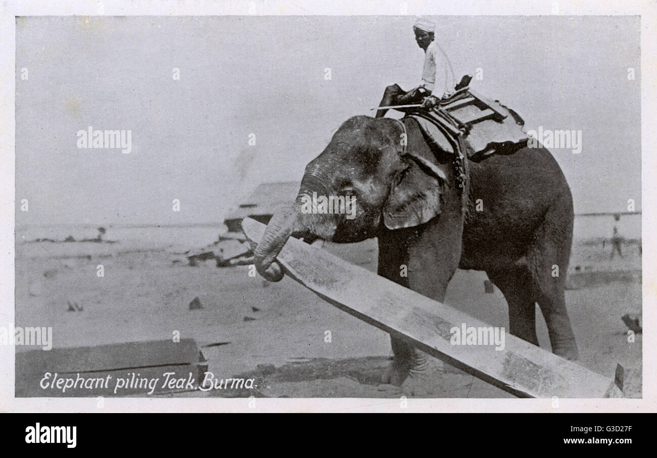 Elephant piling Teak - Myanmar Stock Photo - Alamy
