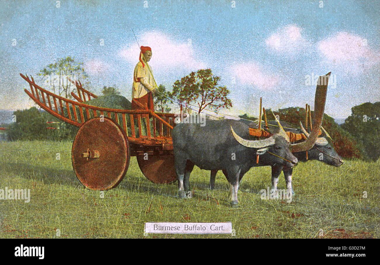 A Burmese Water Buffalo Cart Stock Photo - Alamy