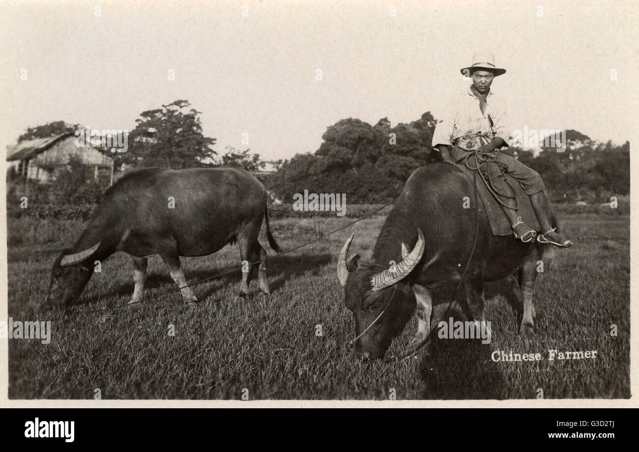 Chinese Farmer with grazing water buffalo, one of which he is riding ...