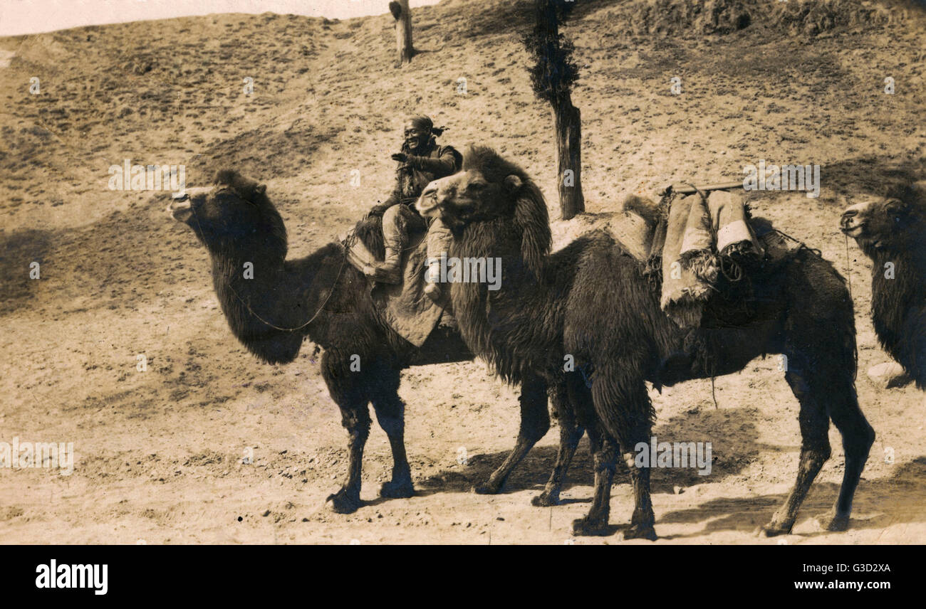 China - Gobi Desert - Bactrian Camel train Stock Photo - Alamy