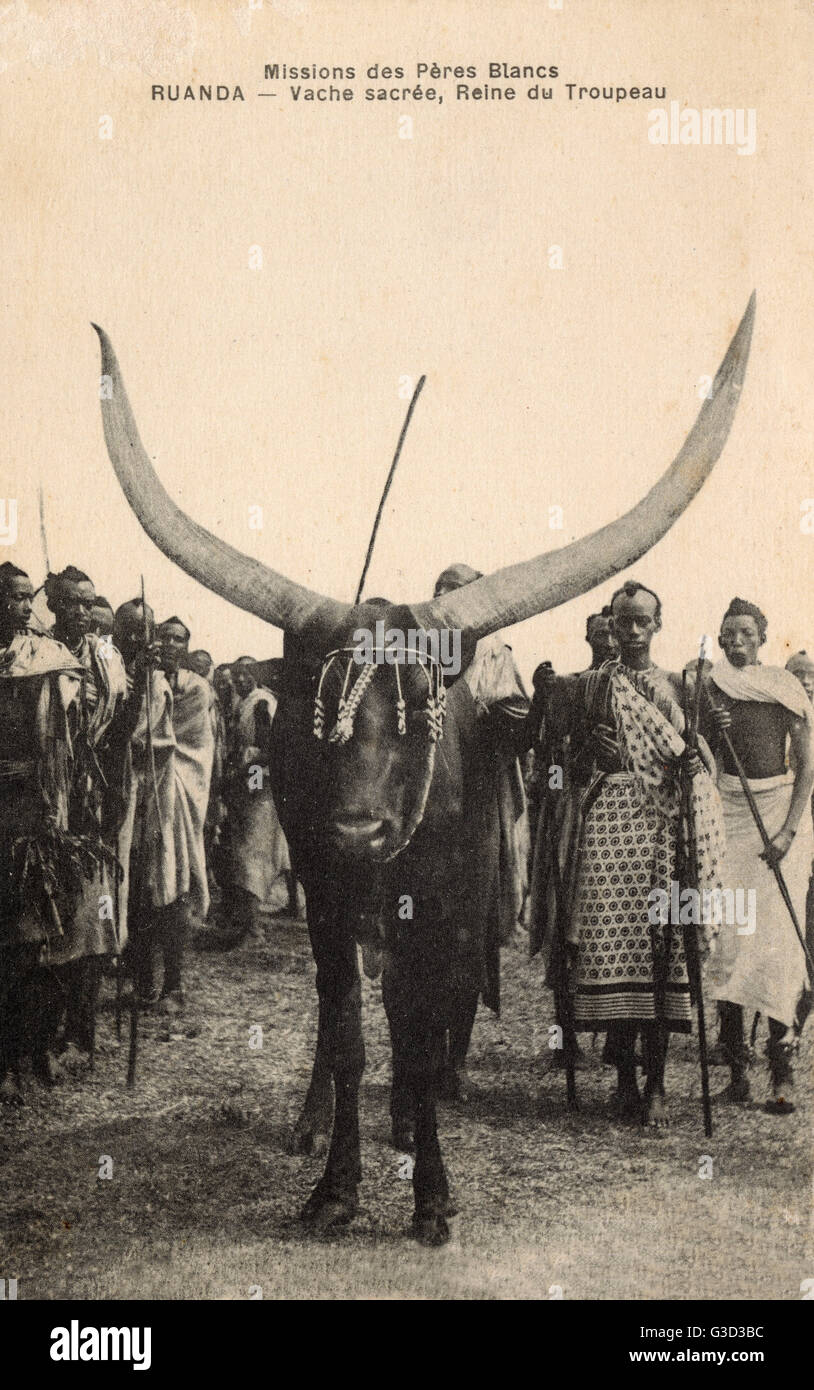 Rwanda sacred cow hi-res stock photography and images - Alamy