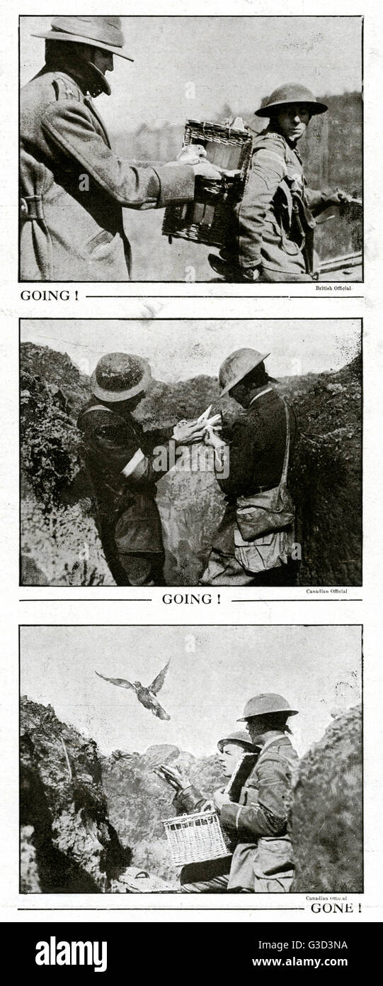 First World War Pigeon High Resolution Stock Photography and Images - Alamy