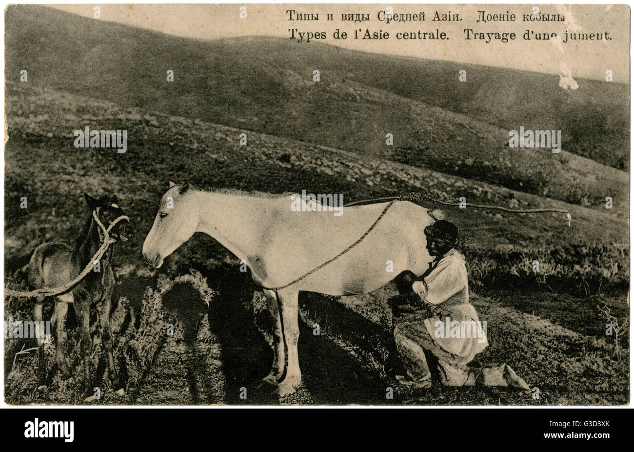 Horse milk central asia hi-res stock photography and images - Alamy