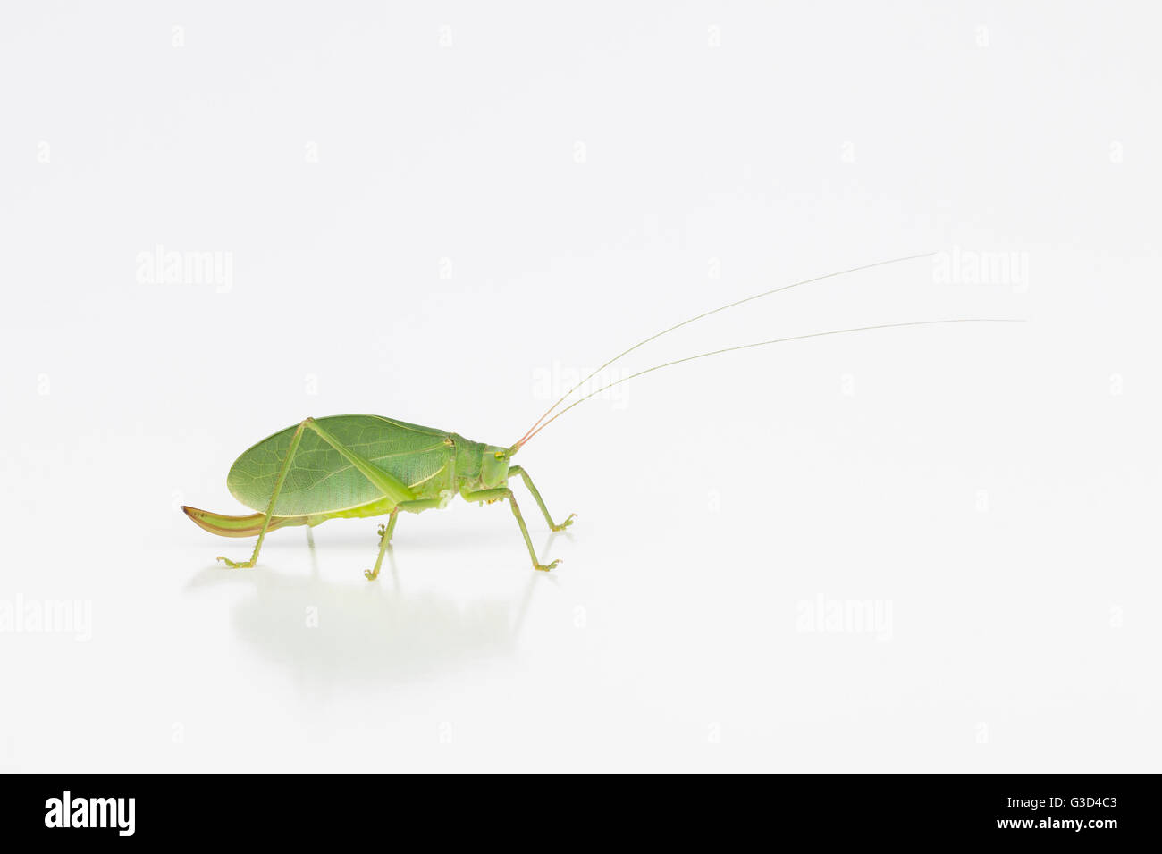 Side view of large green katydid insect with large ovipositor and long ...