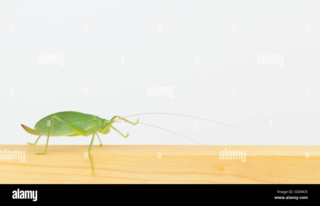 Side view of long-horned grasshopper, walking along piece of lumber ...