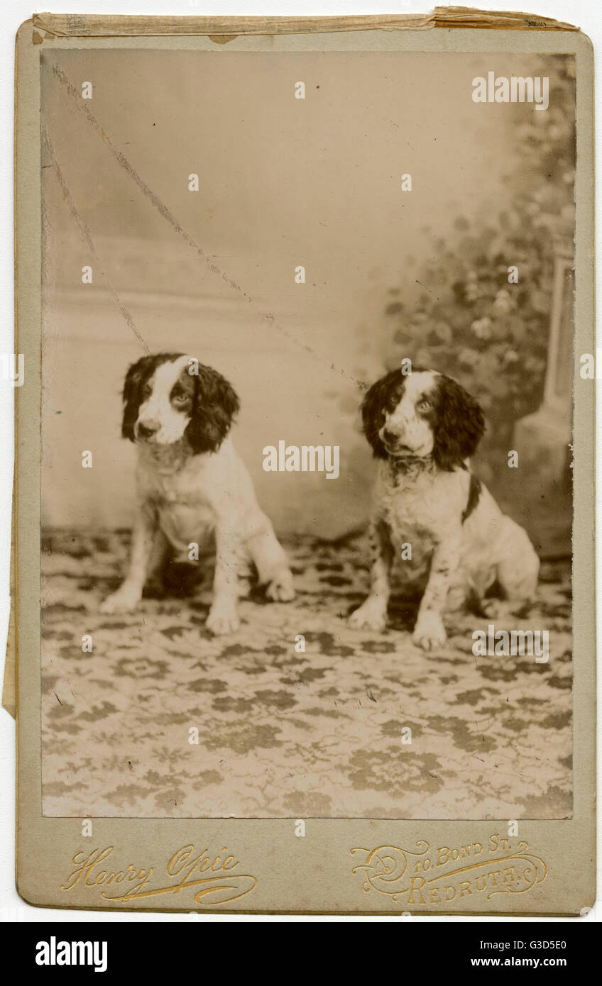 Two dogs portrait hi-res stock photography and images - Alamy