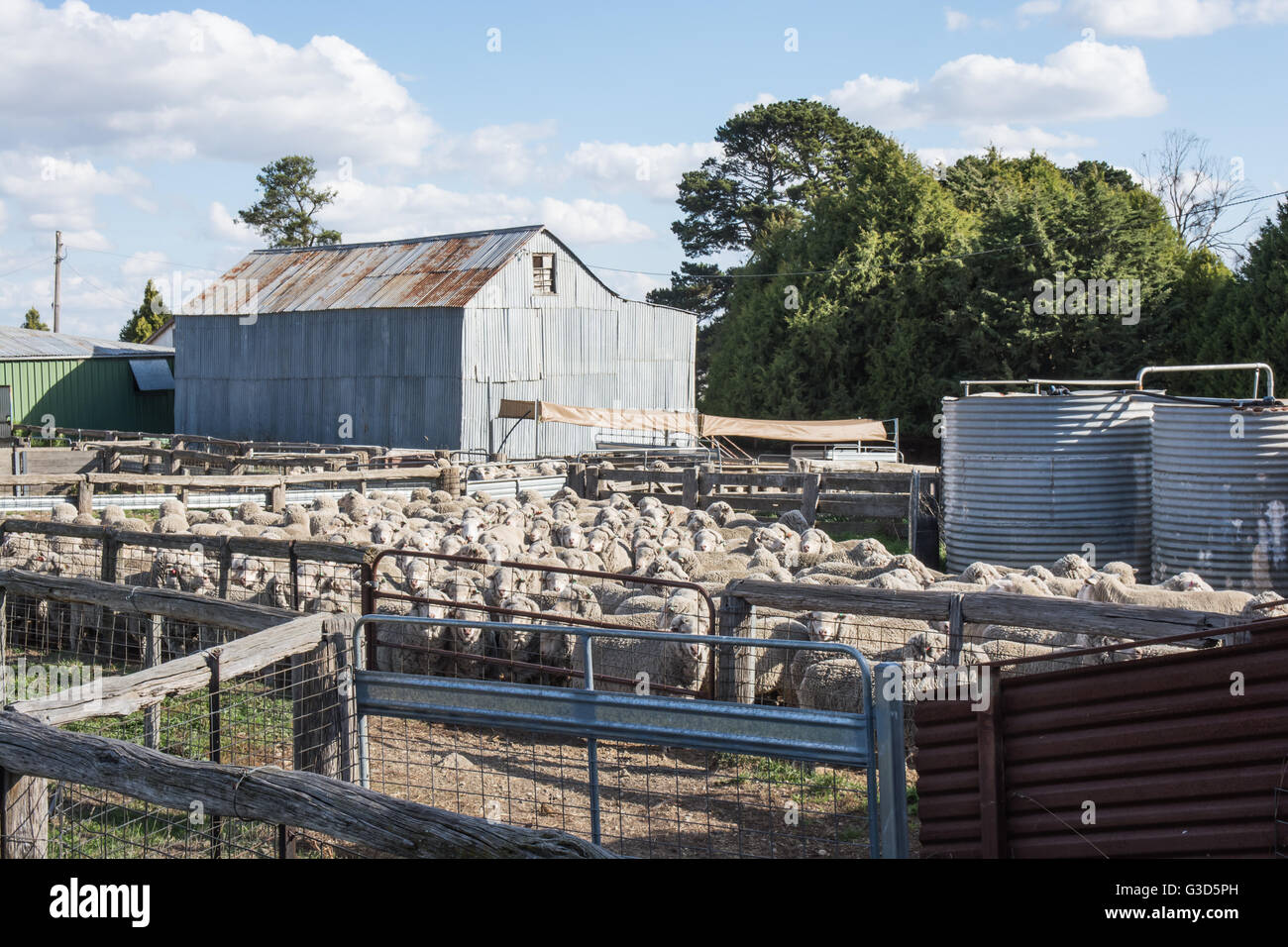 Merino Sheep in Holding Pen ready for worming Stock Photo - Alamy