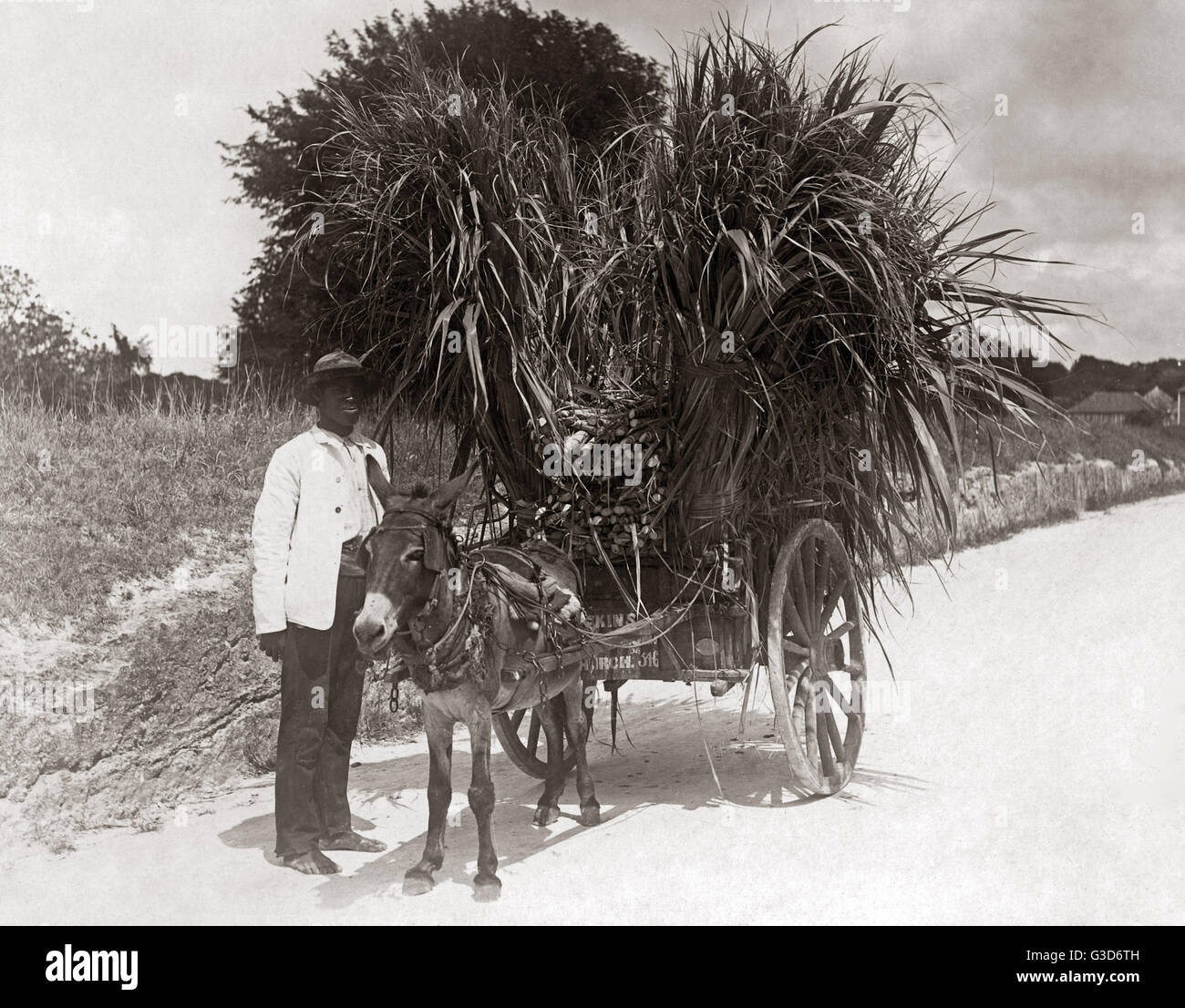 Heavily laden donkey cart hi-res stock photography and images - Alamy