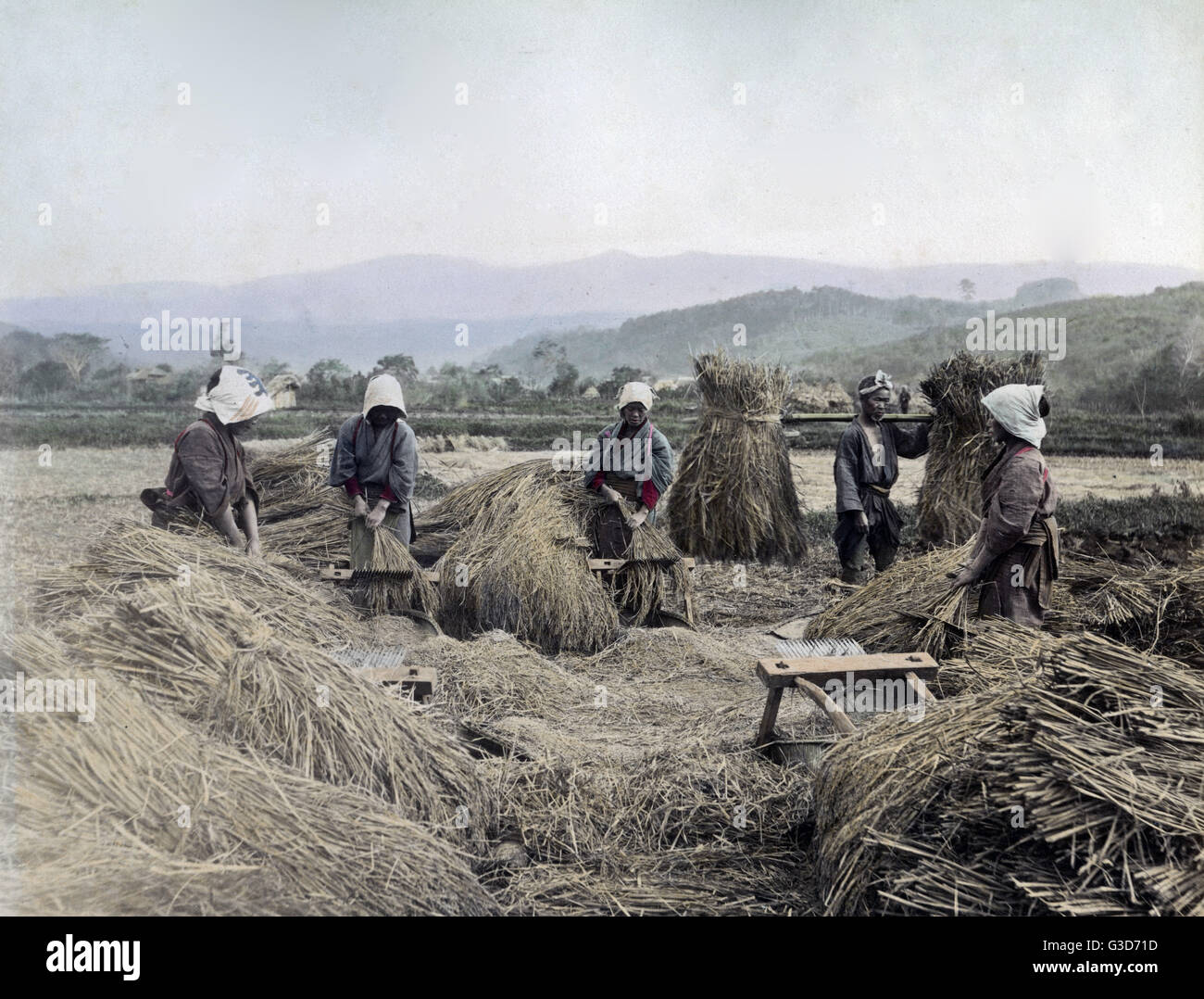 Harvesting rice, Japan, circa 1880s Stock Photo - Alamy
