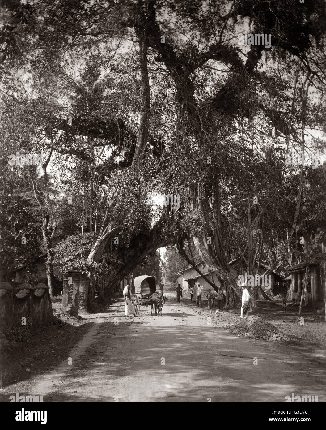 Cart on a country road, Ceylon (Sri Lanka) circa 1890 Stock Photo - Alamy