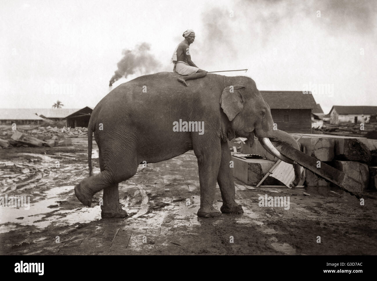 Elephant at work, Burma (Myanmar) circa 1890 (Klier studio Stock Photo ...