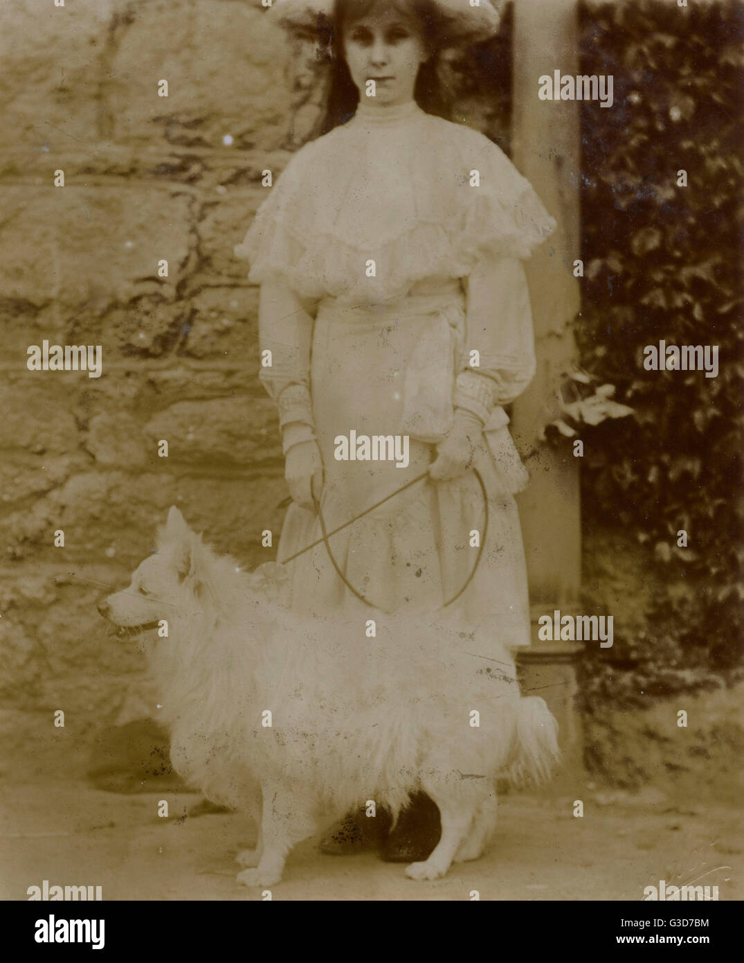 Edwardian Dog High Resolution Stock Photography and Images - Alamy