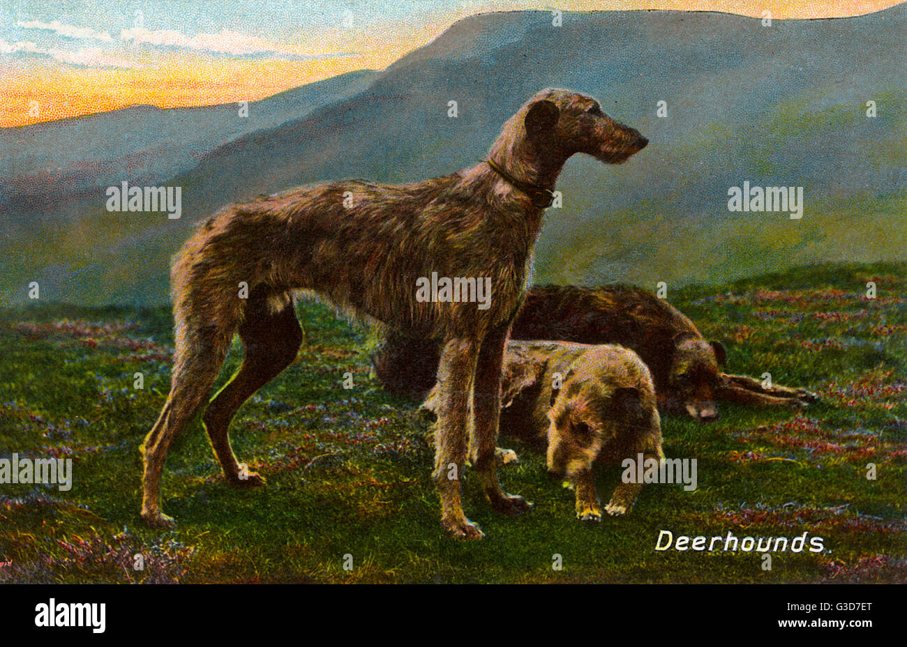 Three deerhounds hi-res stock photography and images - Alamy