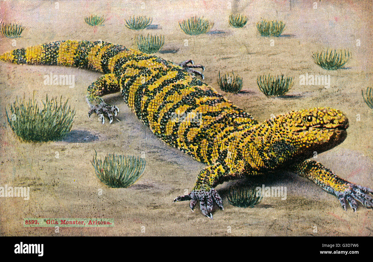 A gila monster lizard hi-res stock photography and images - Alamy