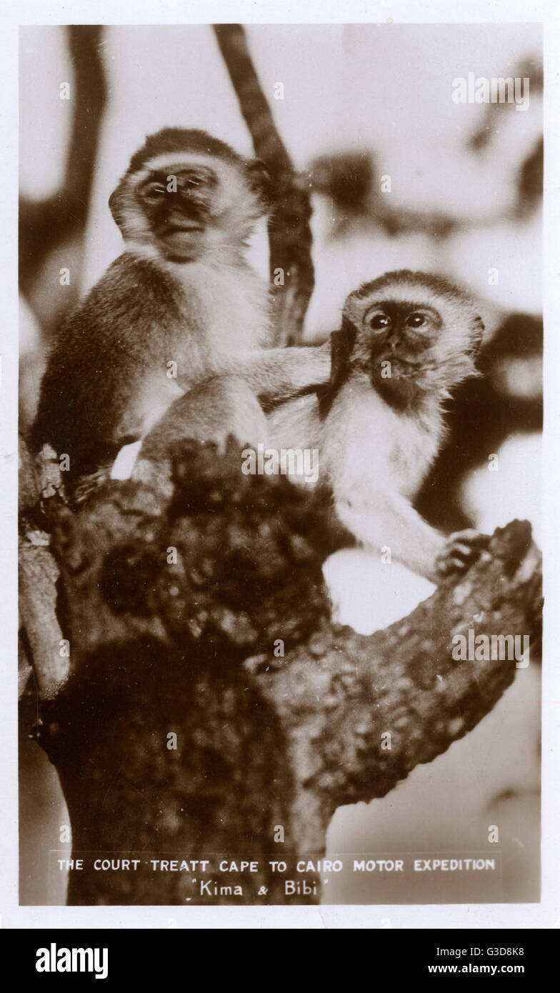 Monkeys Kima and Bibi, Victoria Falls, South Africa Stock Photo - Alamy