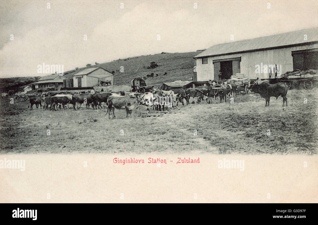 Zulu Forces High Resolution Stock Photography and Images - Alamy