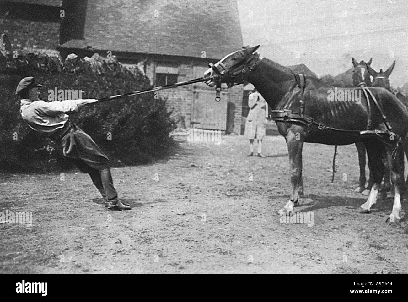 World war one horse training hi-res stock photography and images - Alamy