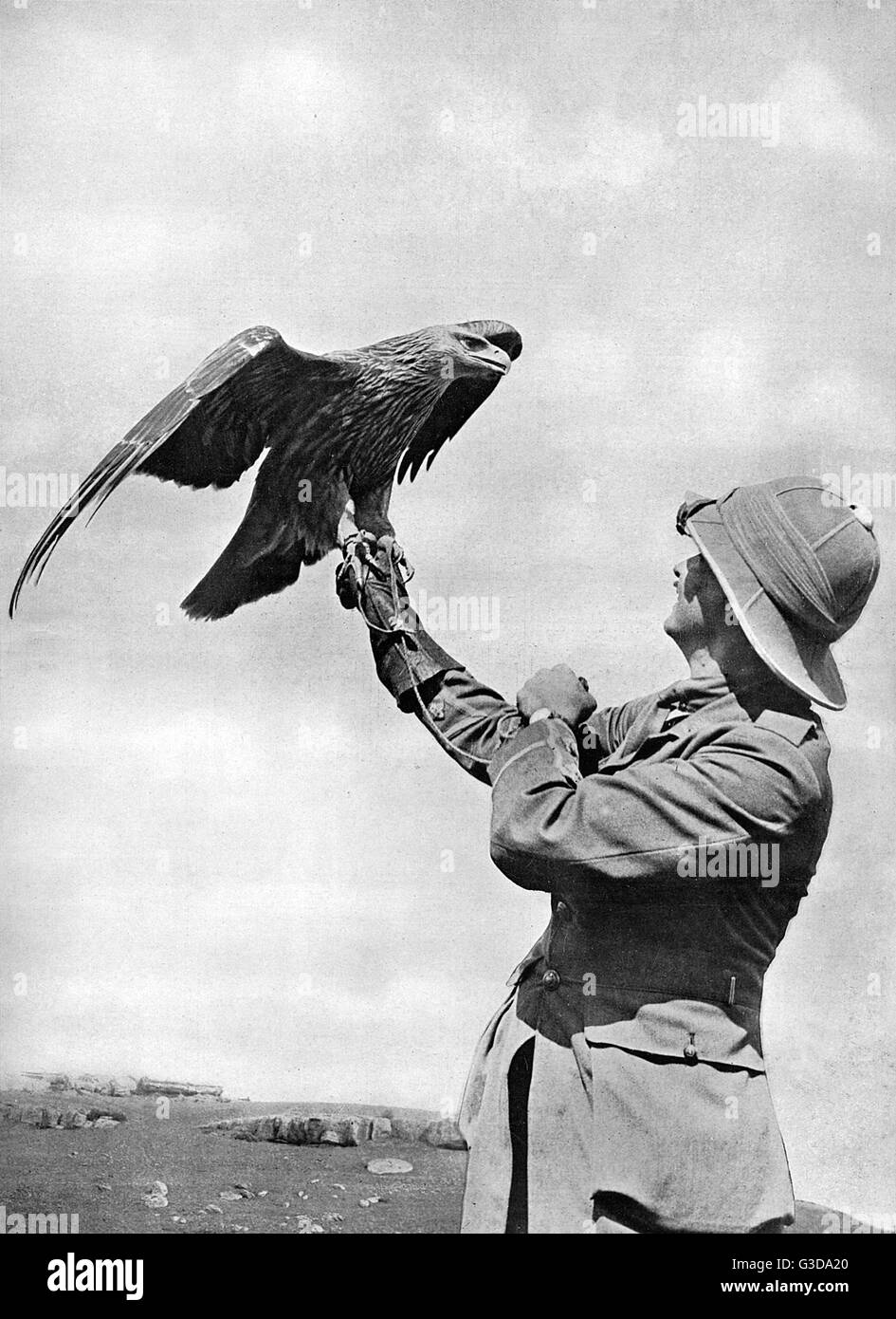 Bird prey eagle in Black and White Stock Photos & Images - Alamy