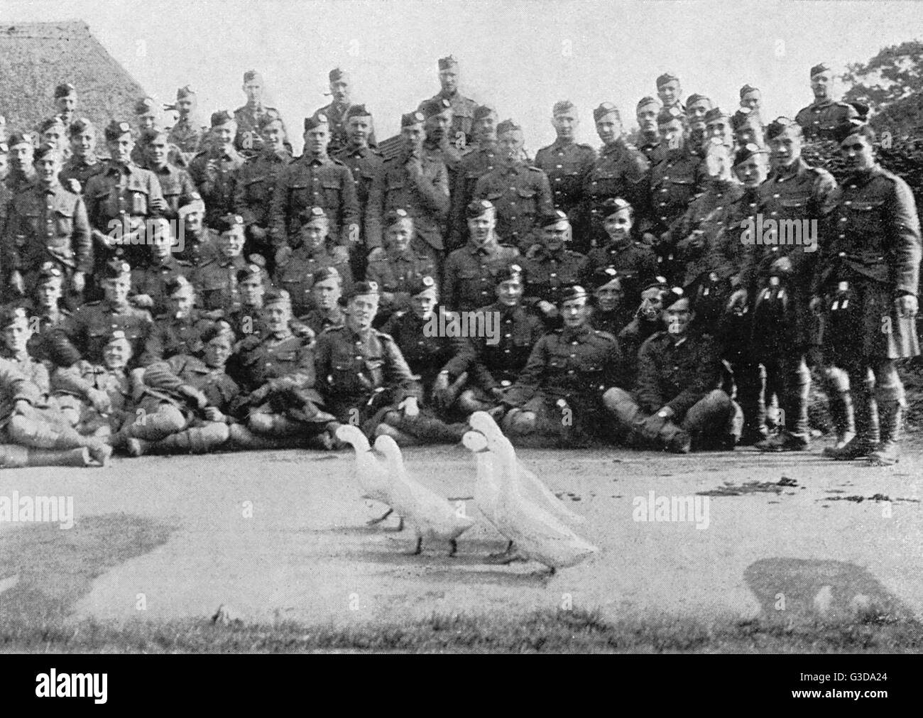 Christmas duck goose-step Stock Photo - Alamy