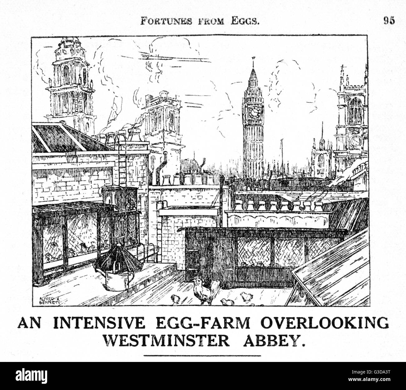 Chicken george Black and White Stock Photos & Images - Alamy