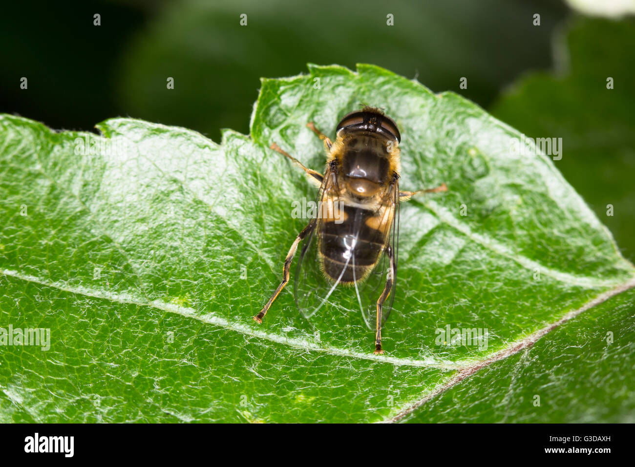 Common drone flies hi-res stock photography and images - Alamy