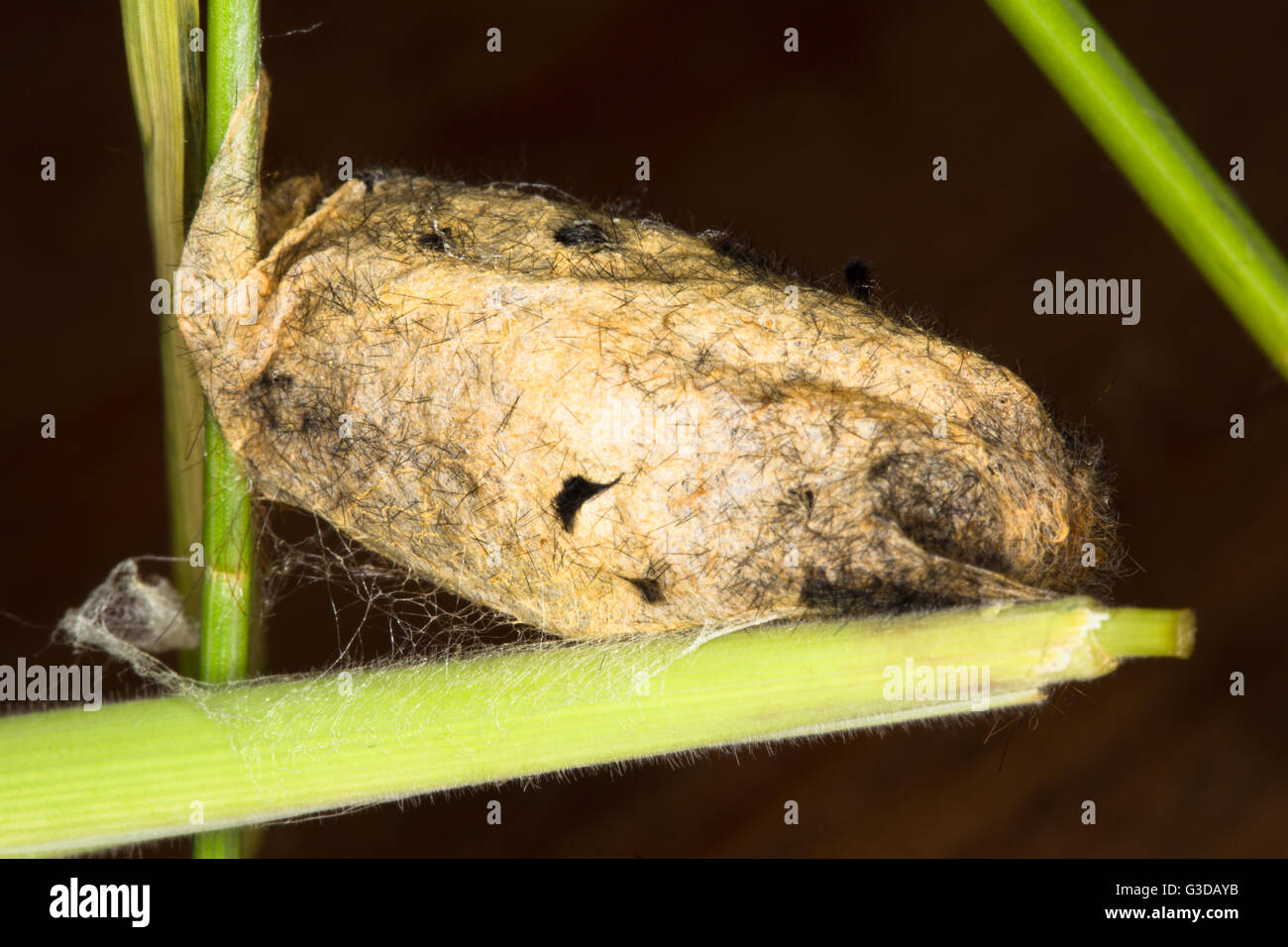 Drinker Moth (Euthrix potatoria) in Pupa form taken in Durham, England ...