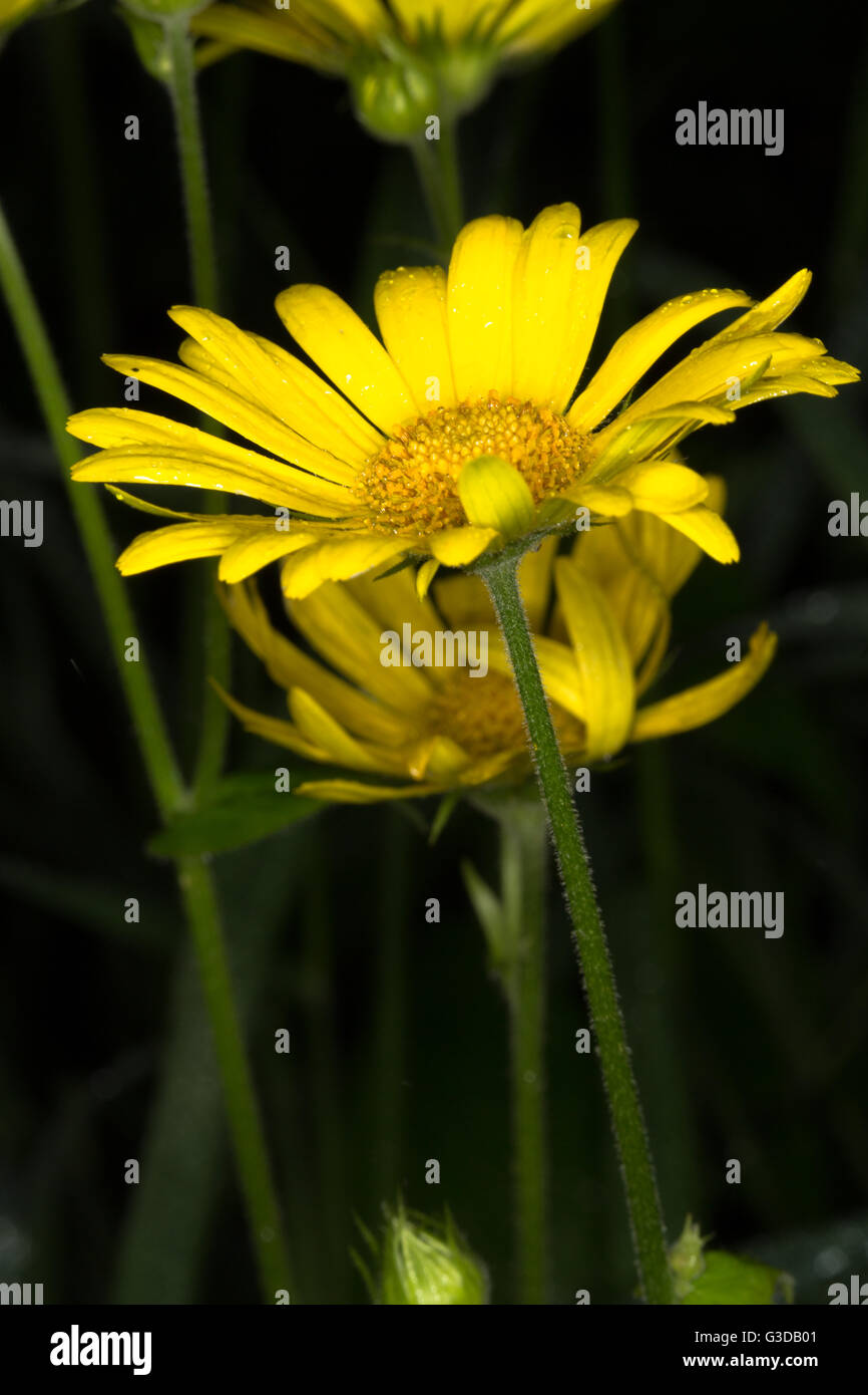 Macro image of a Corn Daisy (Glebionis segetum) growing in meadows ...