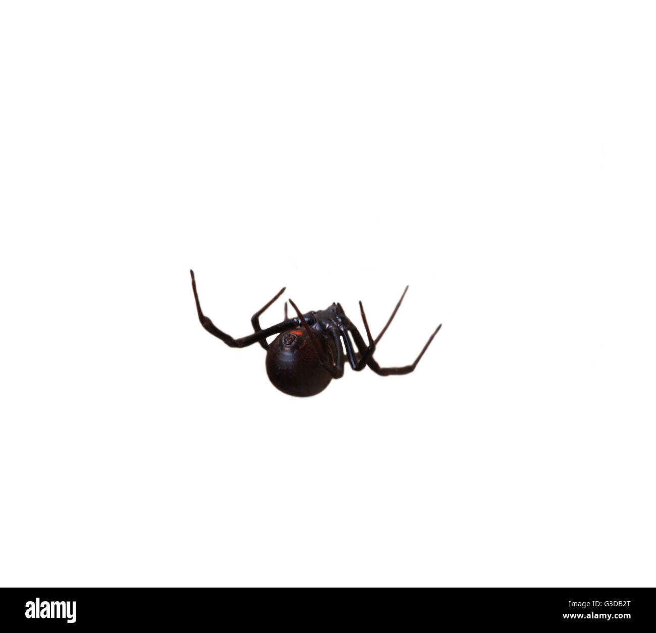 Black Widow Spider against white from below and behind Stock Photo - Alamy