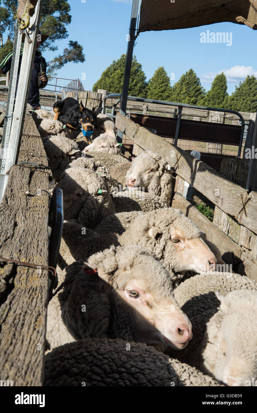 Working sheep dogs hi-res stock photography and images - Alamy