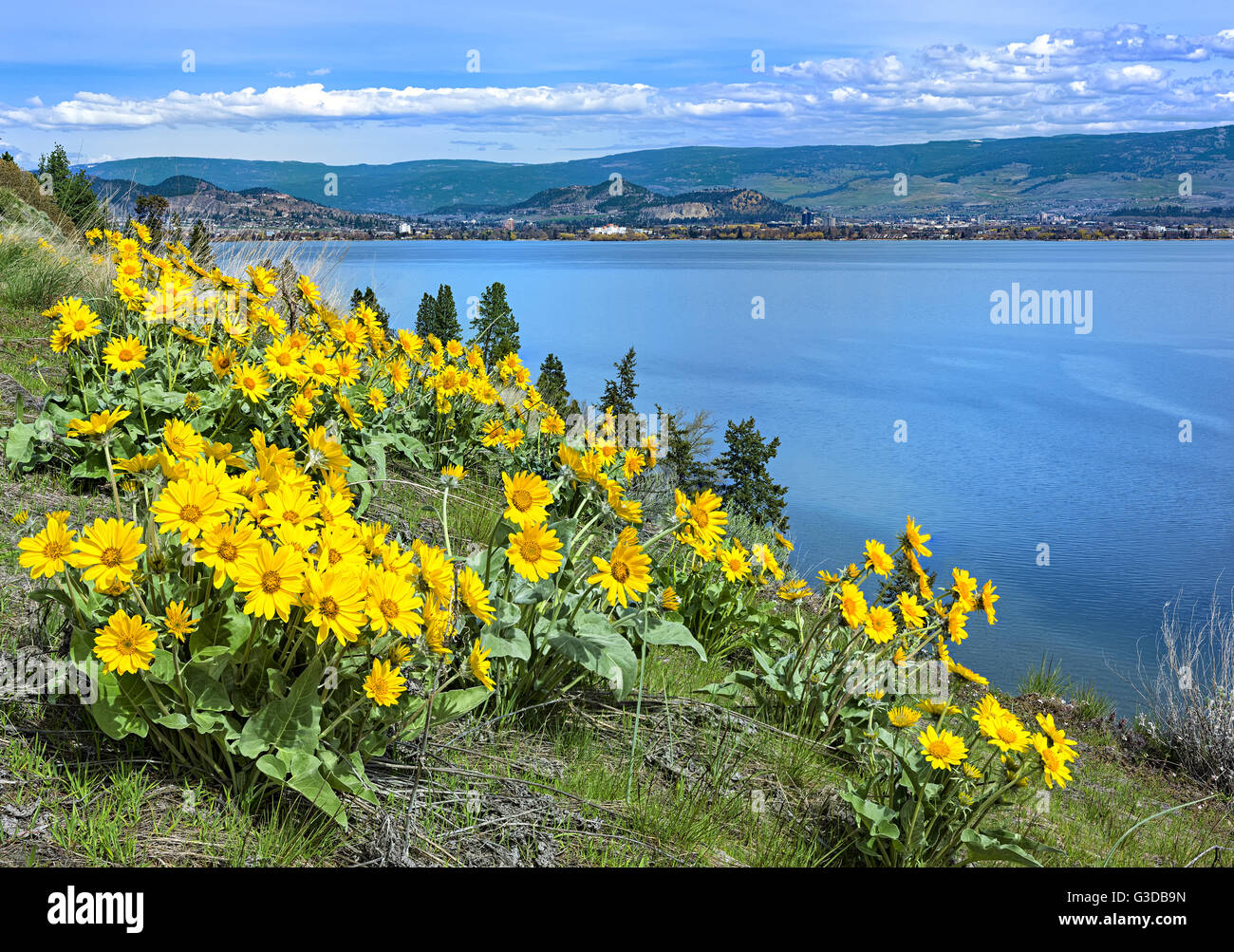 Okanagan wildflower hi-res stock photography and images - Alamy