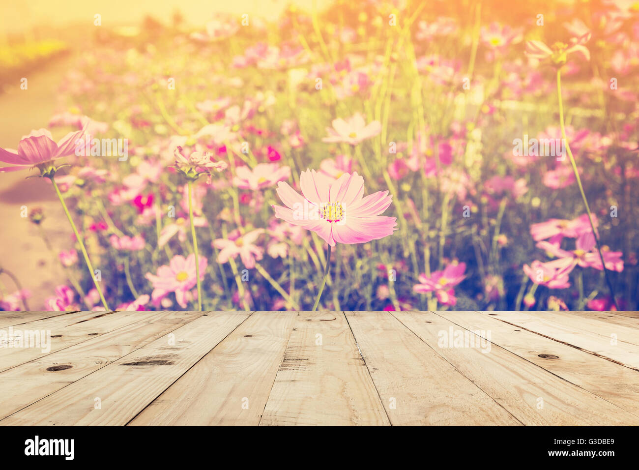 wood table and field cosmos with sunlight. vintage tone photo Stock ...